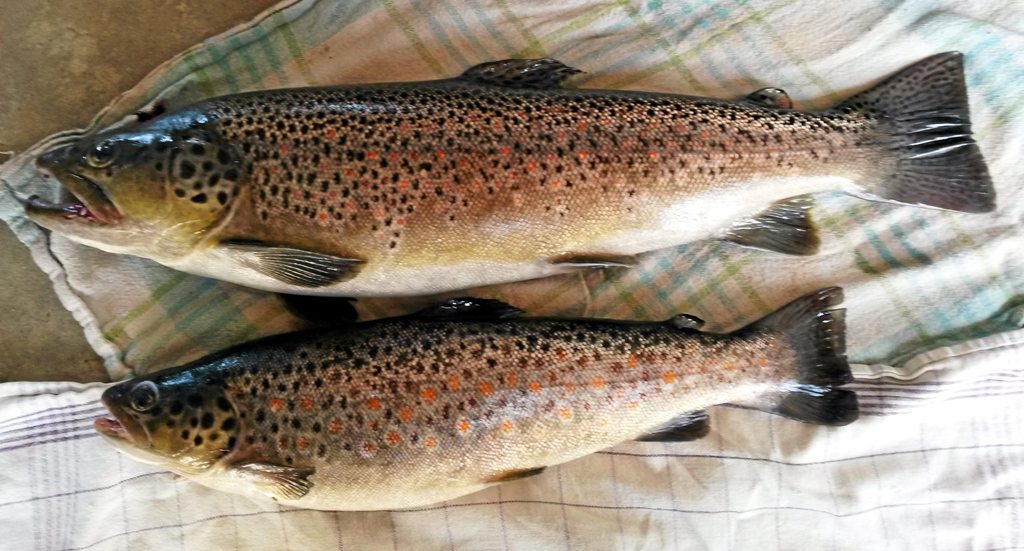 Kreisfischereiverein Aichach